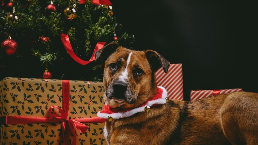 l'Essentiel Rouen : newsletter du 17 décembre 2025