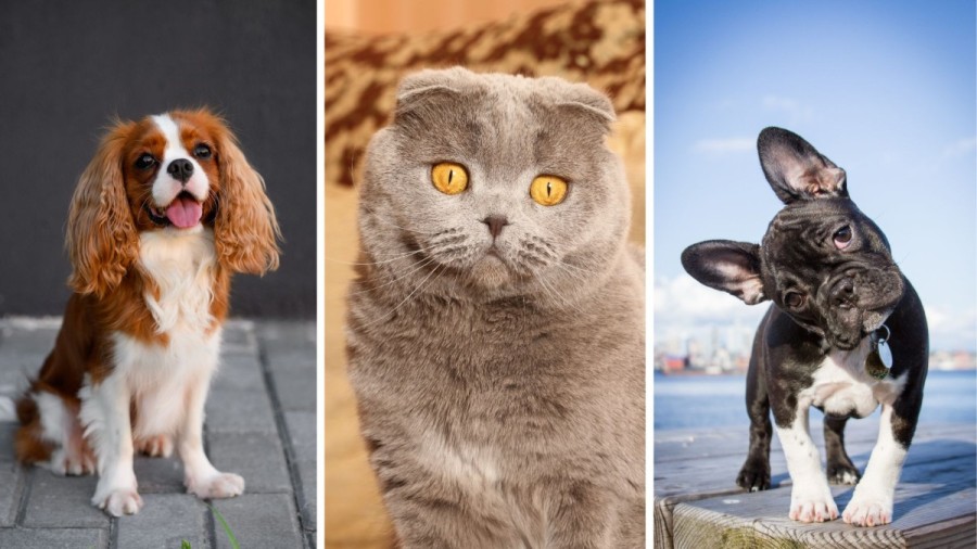 Quand l’hypertype met en danger nos animaux